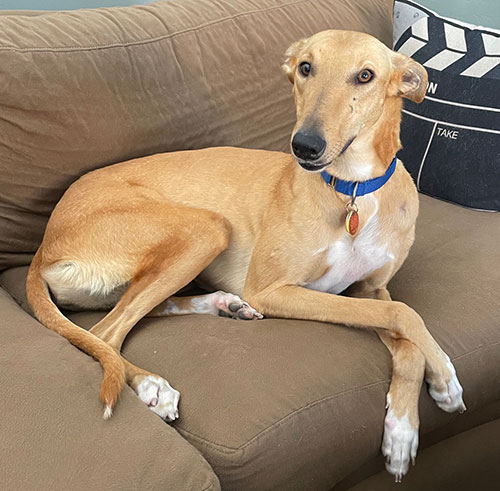 Greyhound Pet Adoption Springfield, Missouri