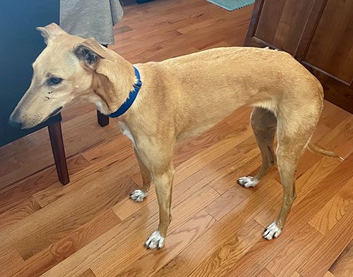 Greyhound Pet Adoption Springfield, Missouri